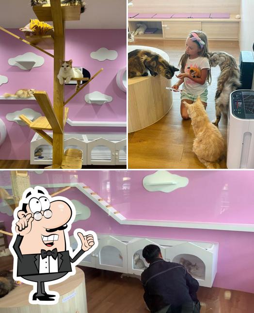 Cat Space Cafe Phuket แคทสเปซคาเฟ่ คาเฟ่แมว ภูเก็ต, Пхукет - Меню, цены ...